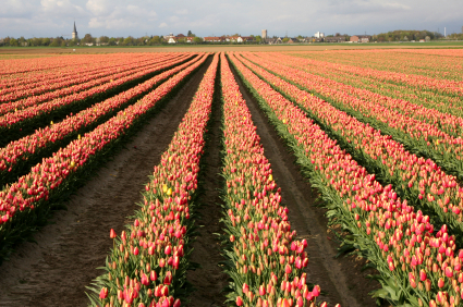 Bloembollenstreek | Bulb Fields in Holland | Tulips in Holland